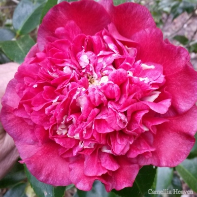 Ruby Wedding | American Camellia Society